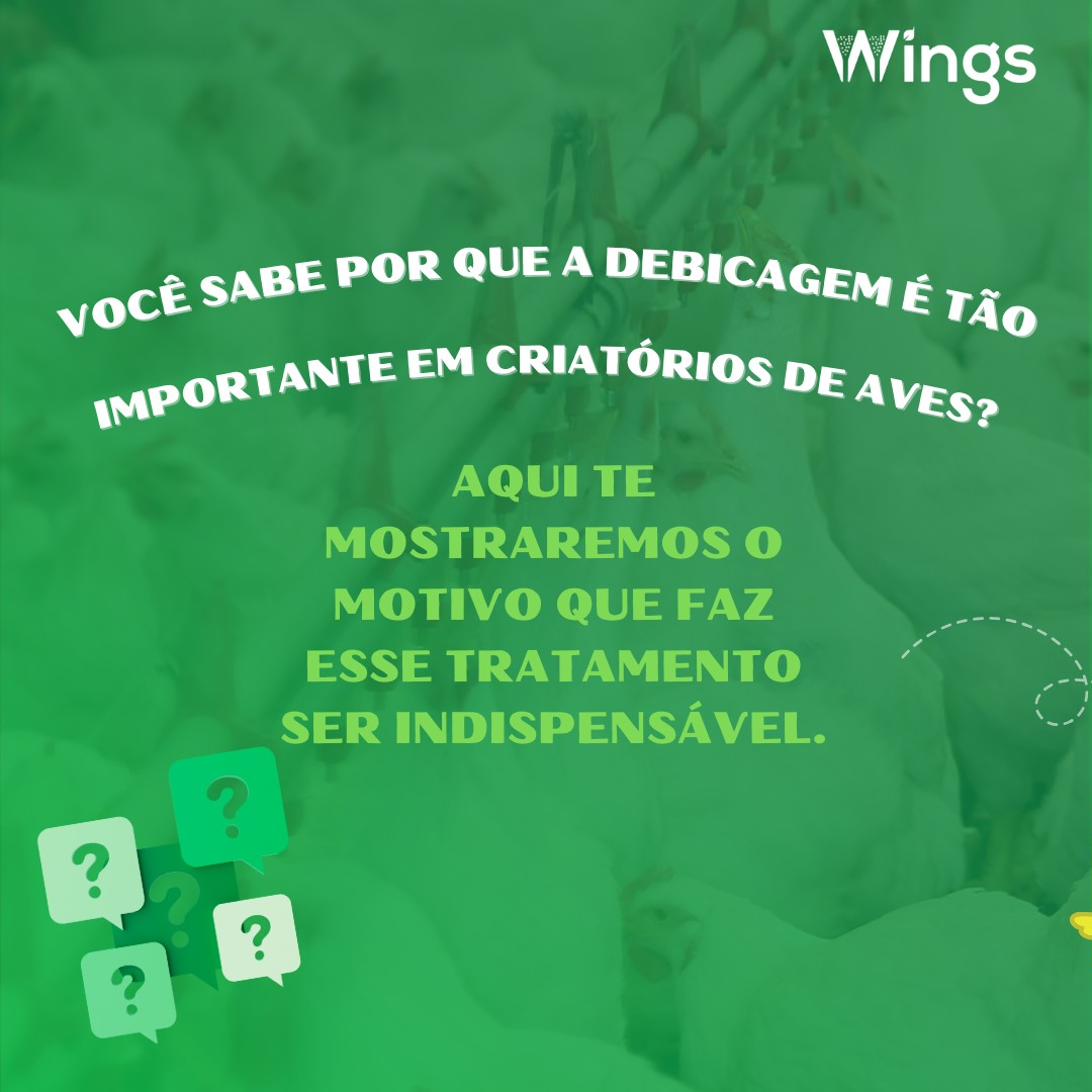 Por que a debicagem é tão importante em criatórios de aves? - Wings Ltda
